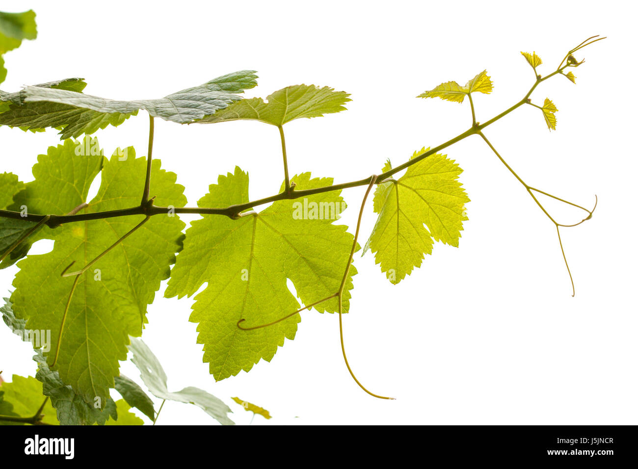 young grapevine isolated on white background Stock Photo - Alamy