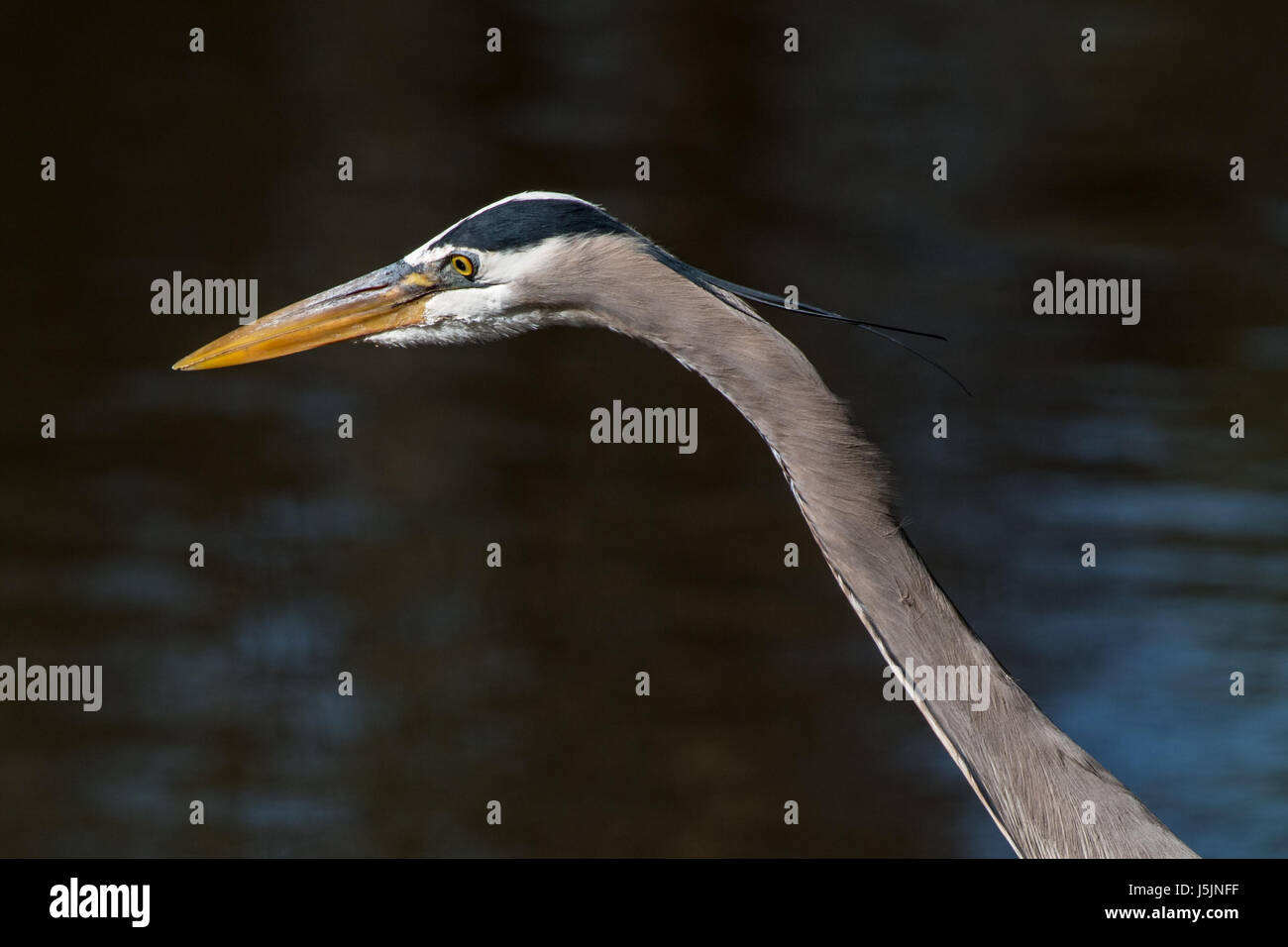 Blue Heron Bird Looking Left with Large Body of Water in the Background ...