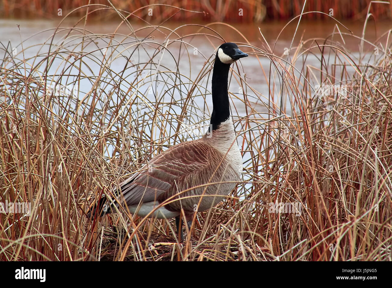A Canada Goose standing amongst the dry reeds Stock Photo - Alamy