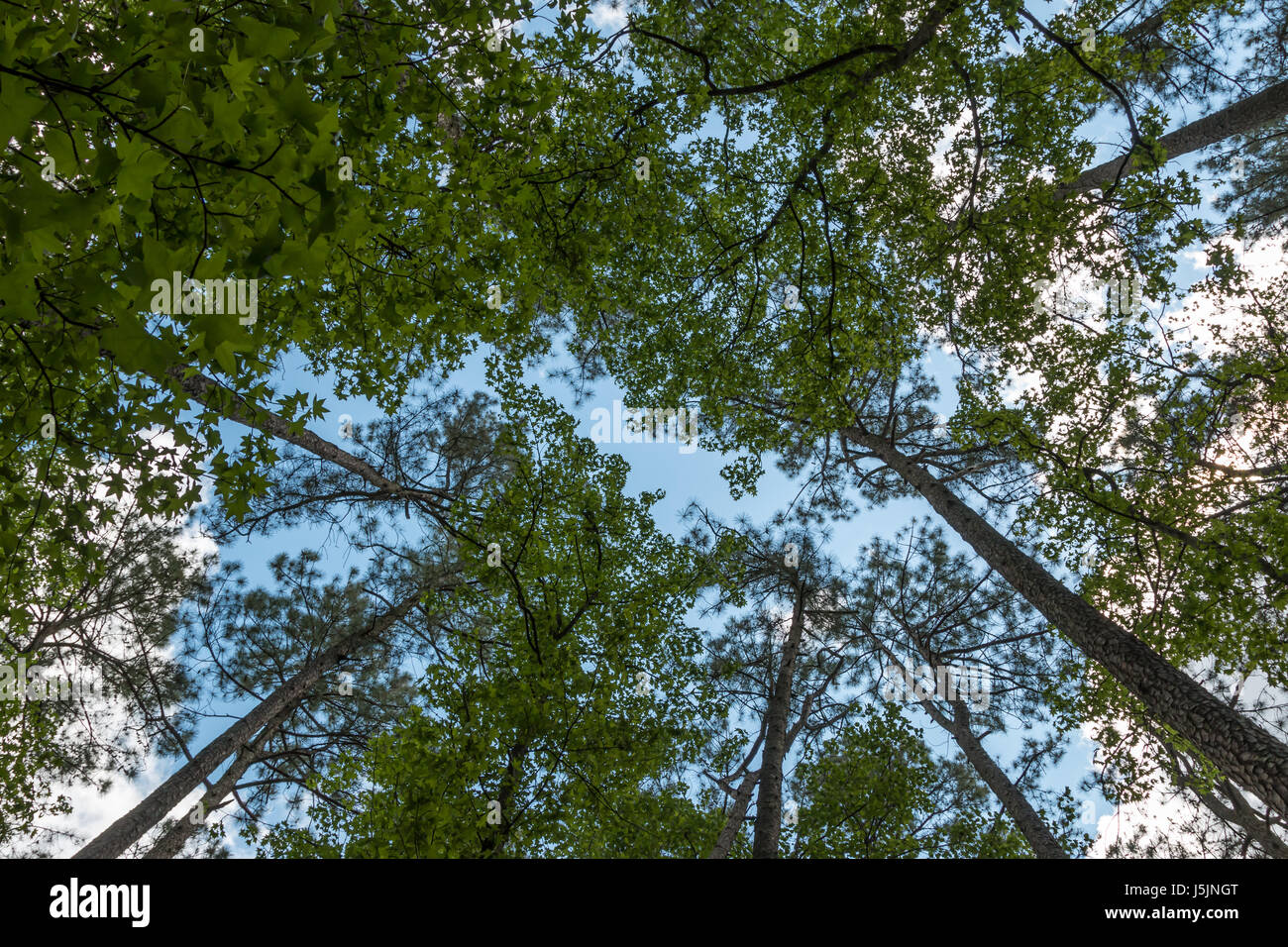 View of Sky with Clouds looking through tall trees Stock Photo - Alamy