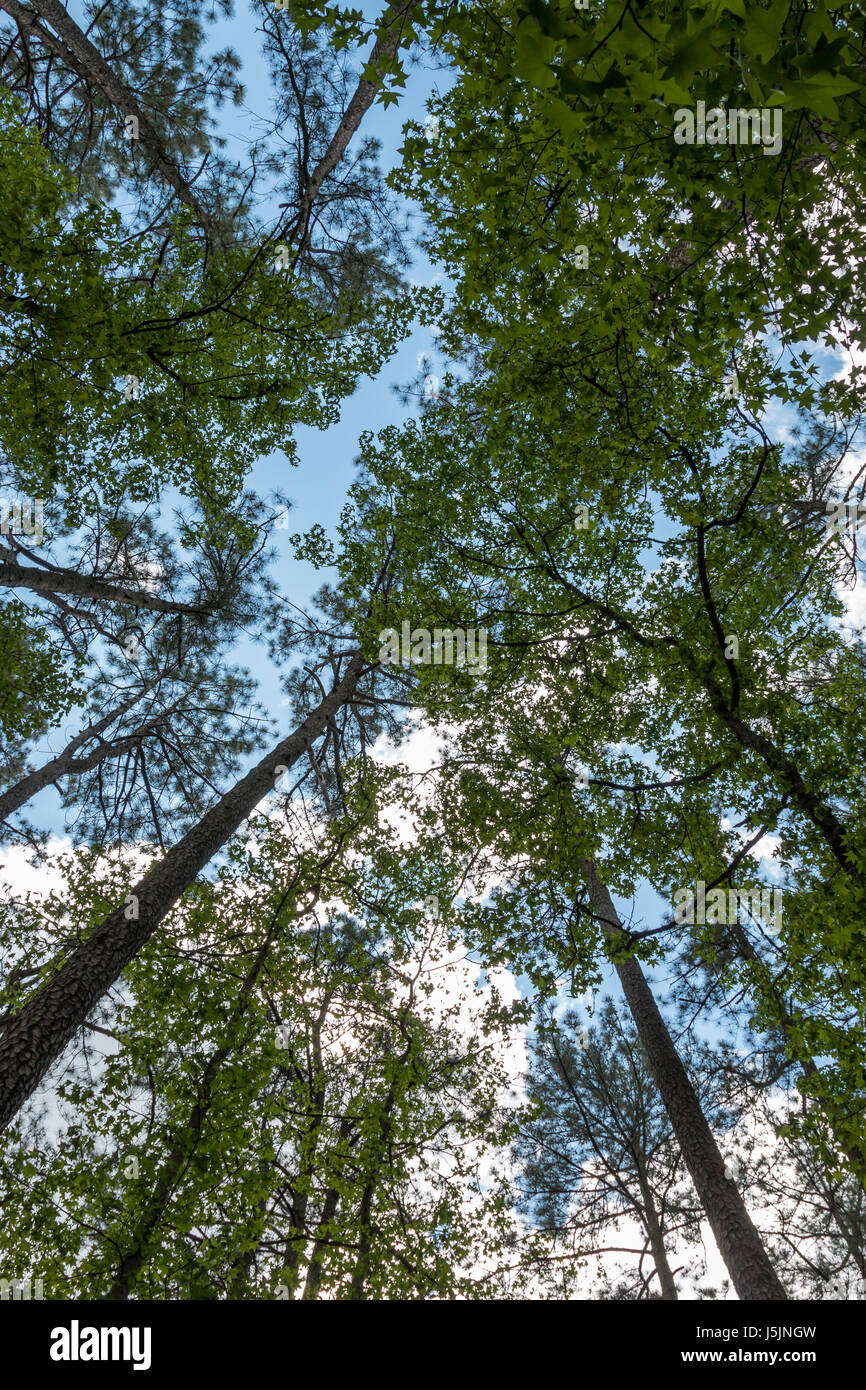 View of Sky with Clouds looking up from the ground Stock Photo - Alamy