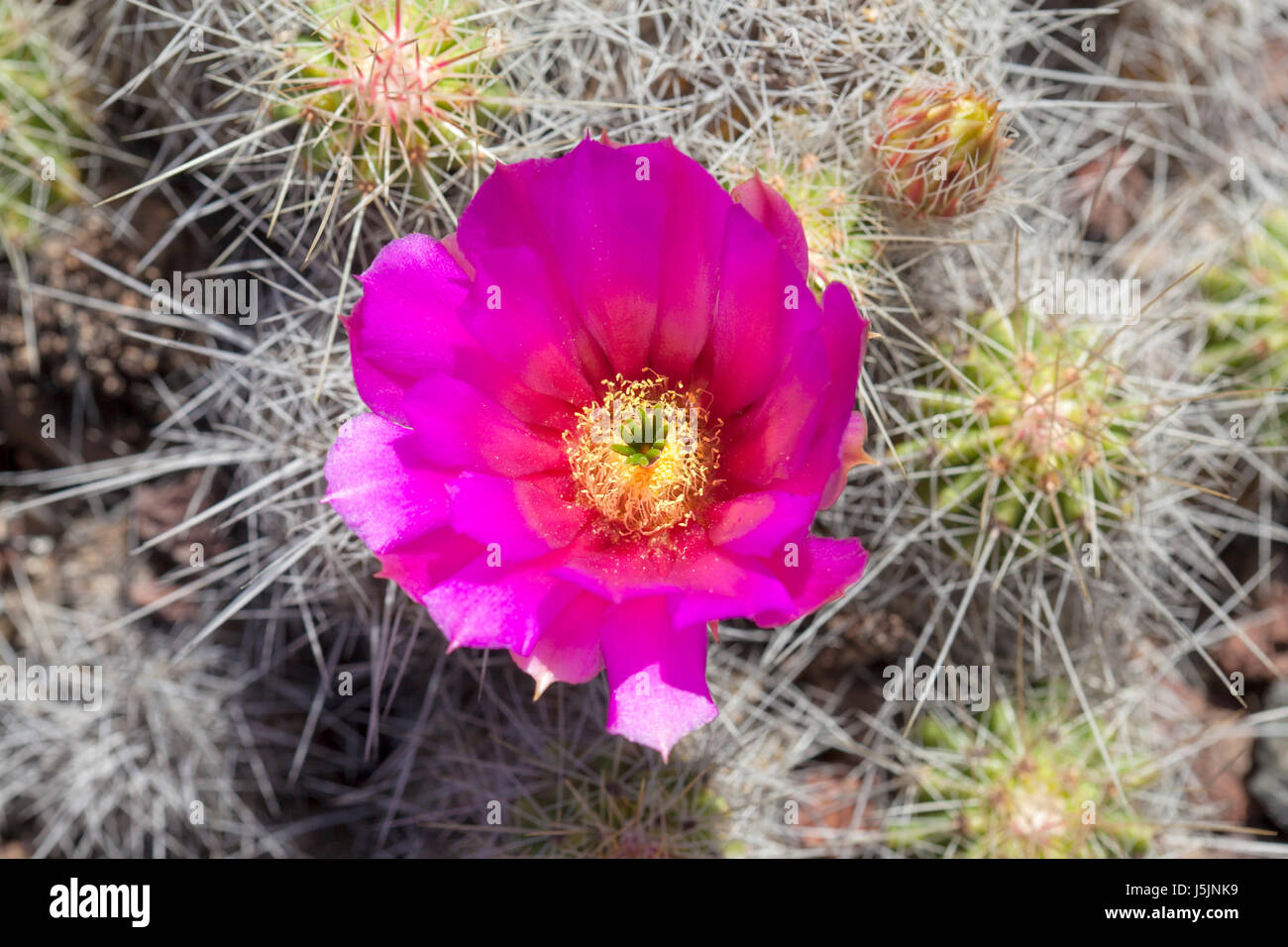flowering magenta cactus natural floral background Stock Photo - Alamy