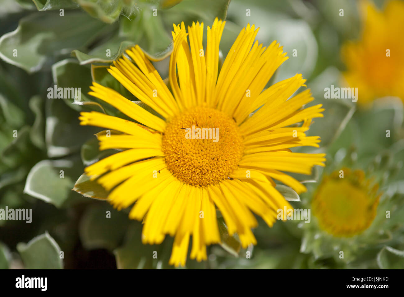 flowering Asteriscus plant natual floral background Stock Photo - Alamy