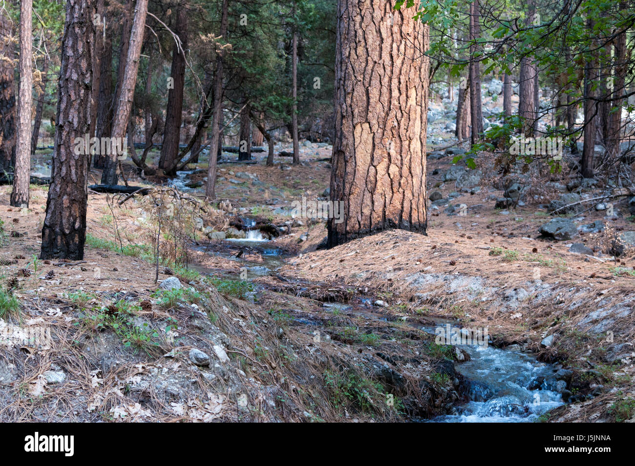 View of small water spring running through large trees Stock Photo - Alamy