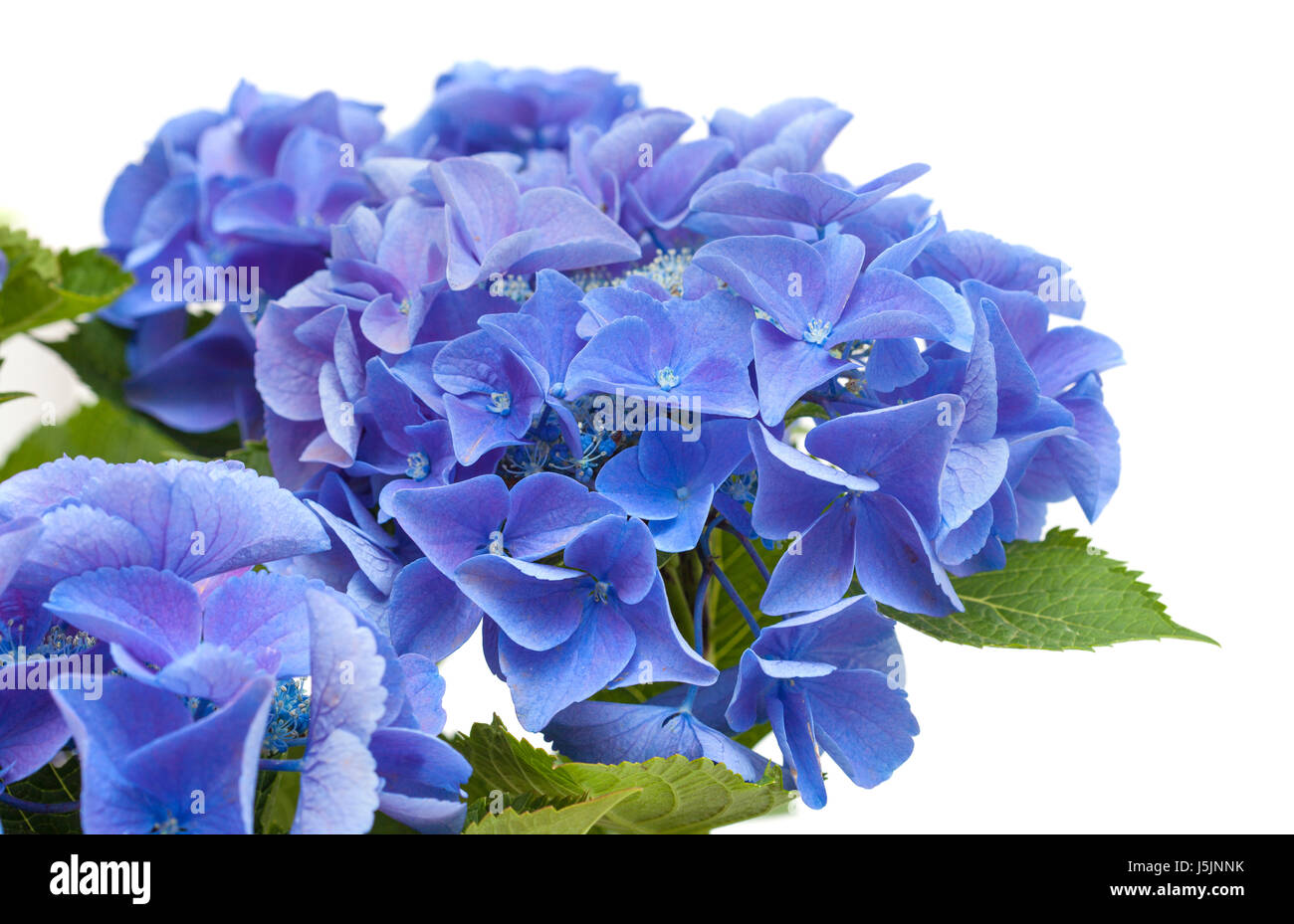 blue Hydrangea isolated on white background Stock Photo - Alamy