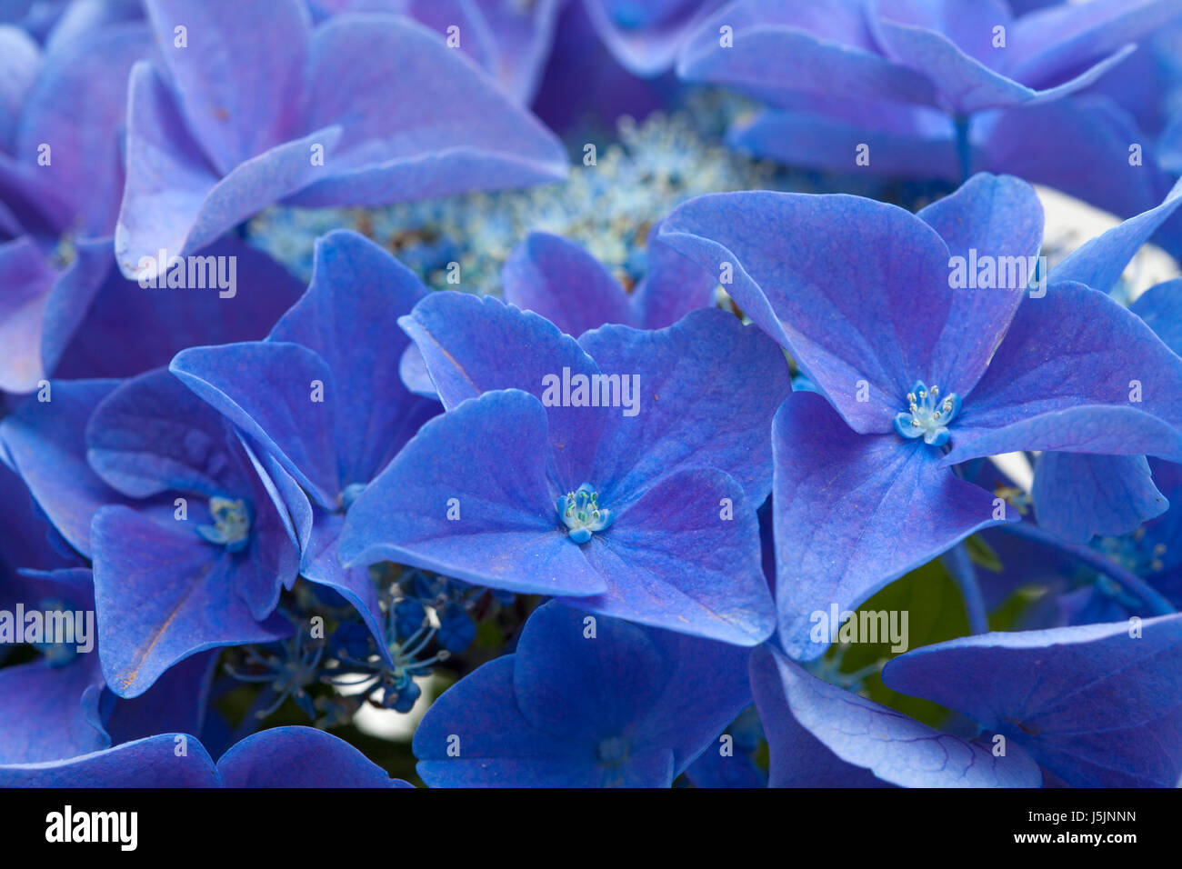 blue Hydrangea natural floral background Stock Photo - Alamy