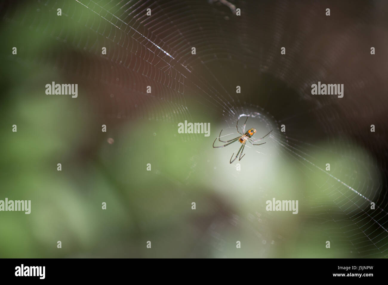 Spitting spider hi-res stock photography and images - Alamy