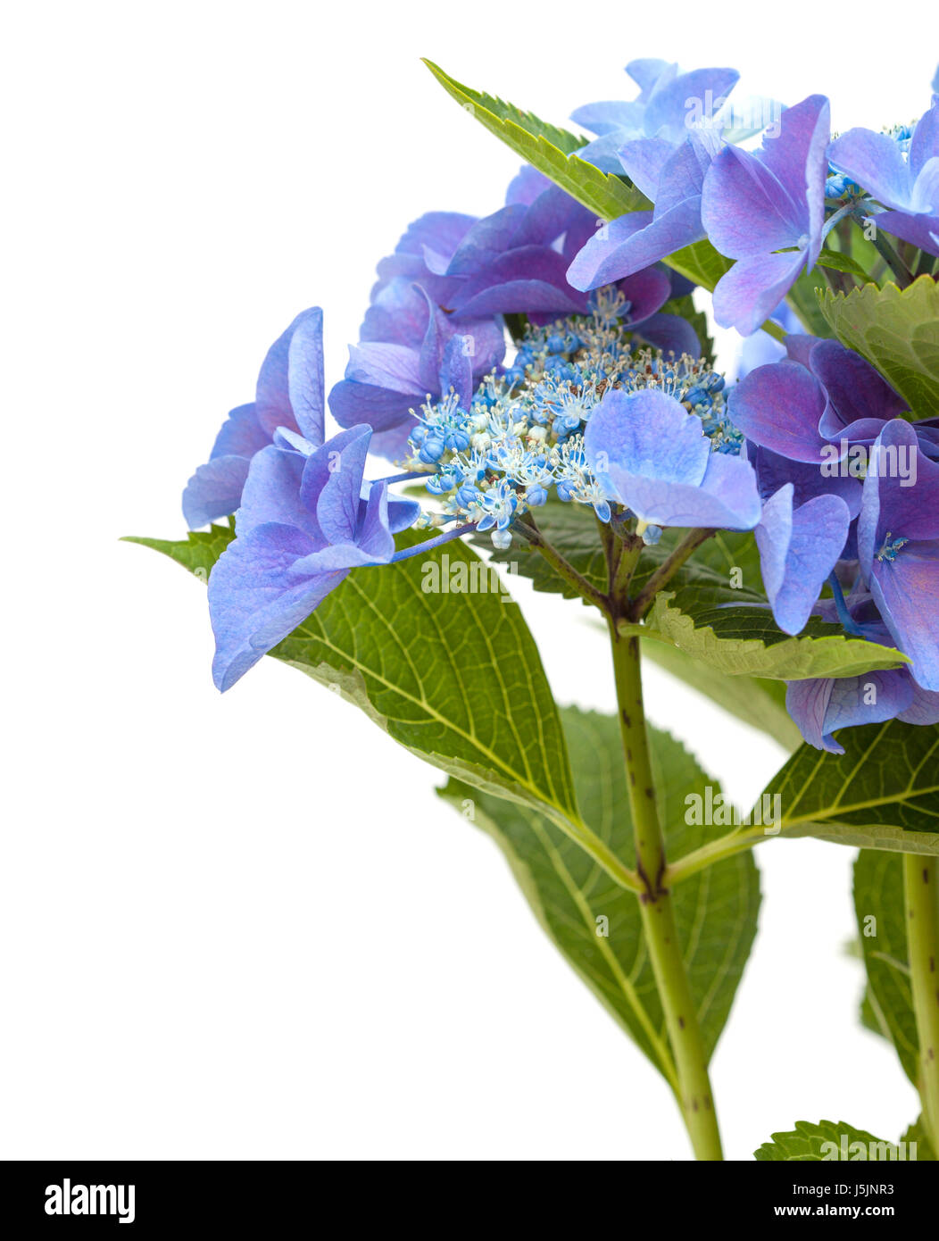 blue Hydrangea isolated on white background Stock Photo - Alamy