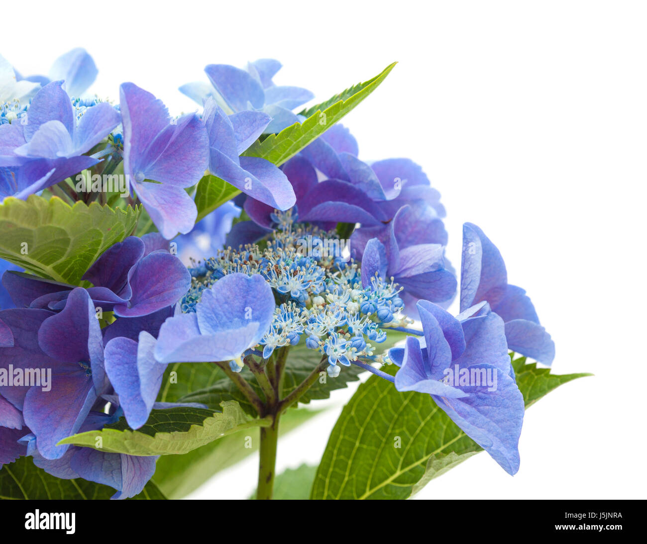 blue Hydrangea isolated on white background Stock Photo - Alamy