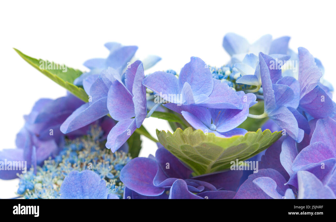 blue Hydrangea isolated on white background Stock Photo - Alamy