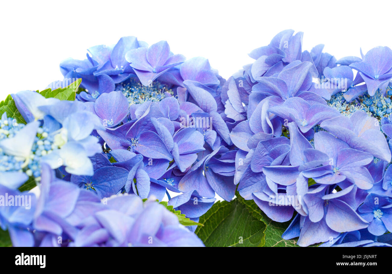 blue Hydrangea isolated on white background Stock Photo - Alamy