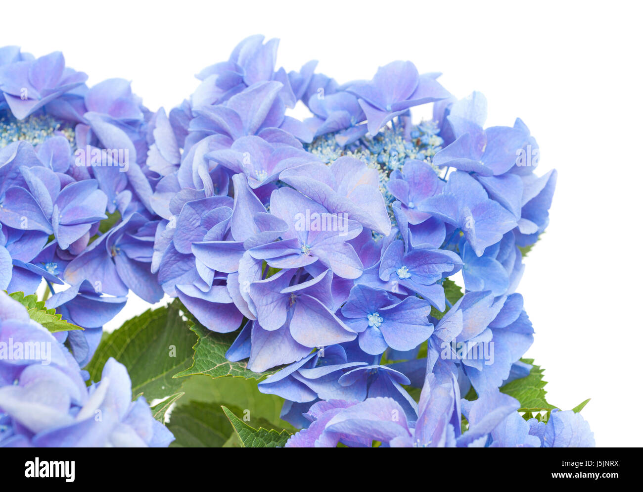 blue Hydrangea isolated on white background Stock Photo - Alamy