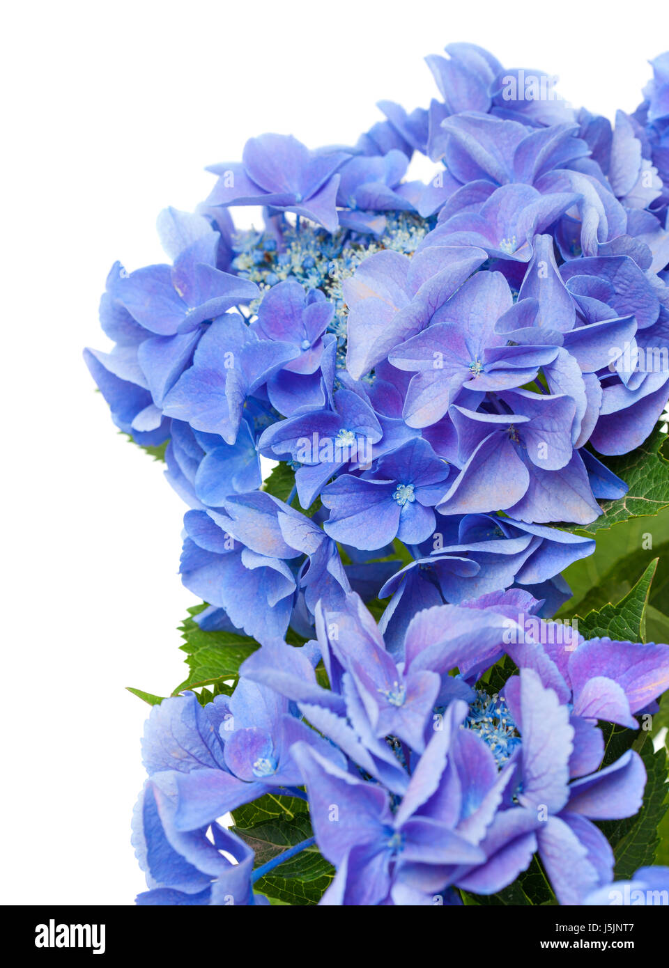 blue Hydrangea isolated on white background Stock Photo - Alamy