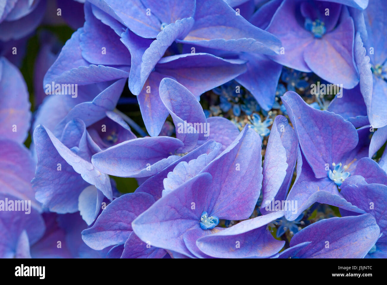 blue Hydrangea natural floral background Stock Photo - Alamy