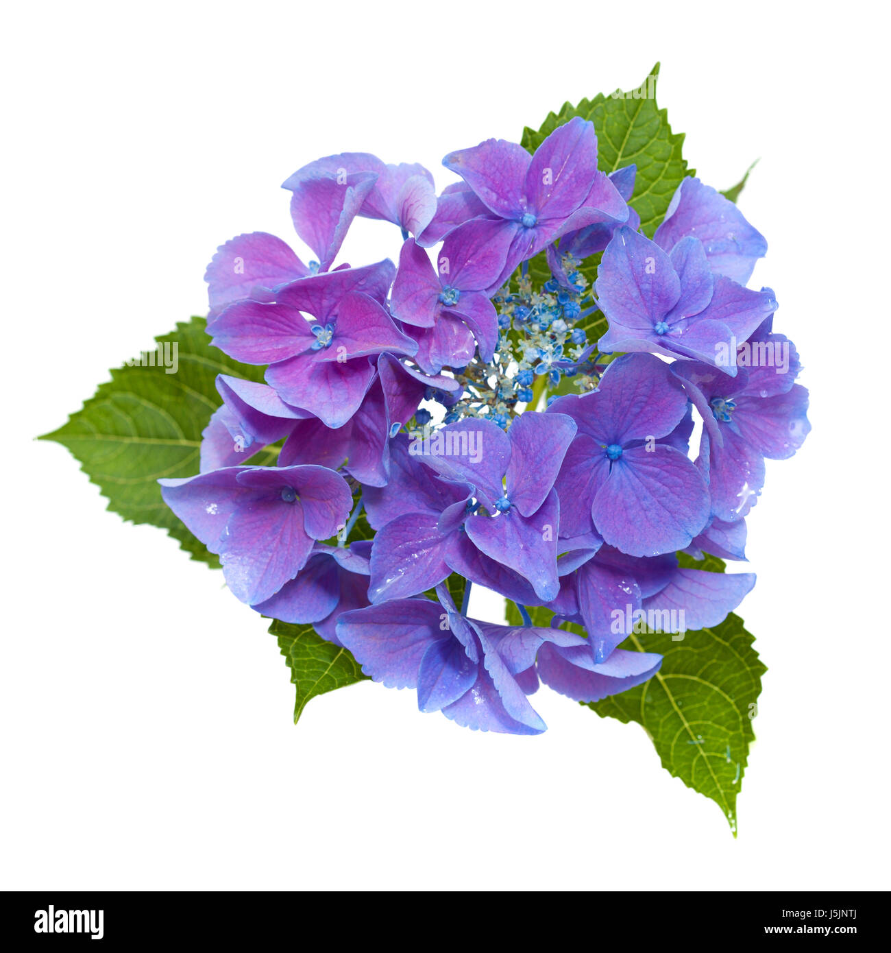 blue Hydrangea isolated on white background Stock Photo - Alamy