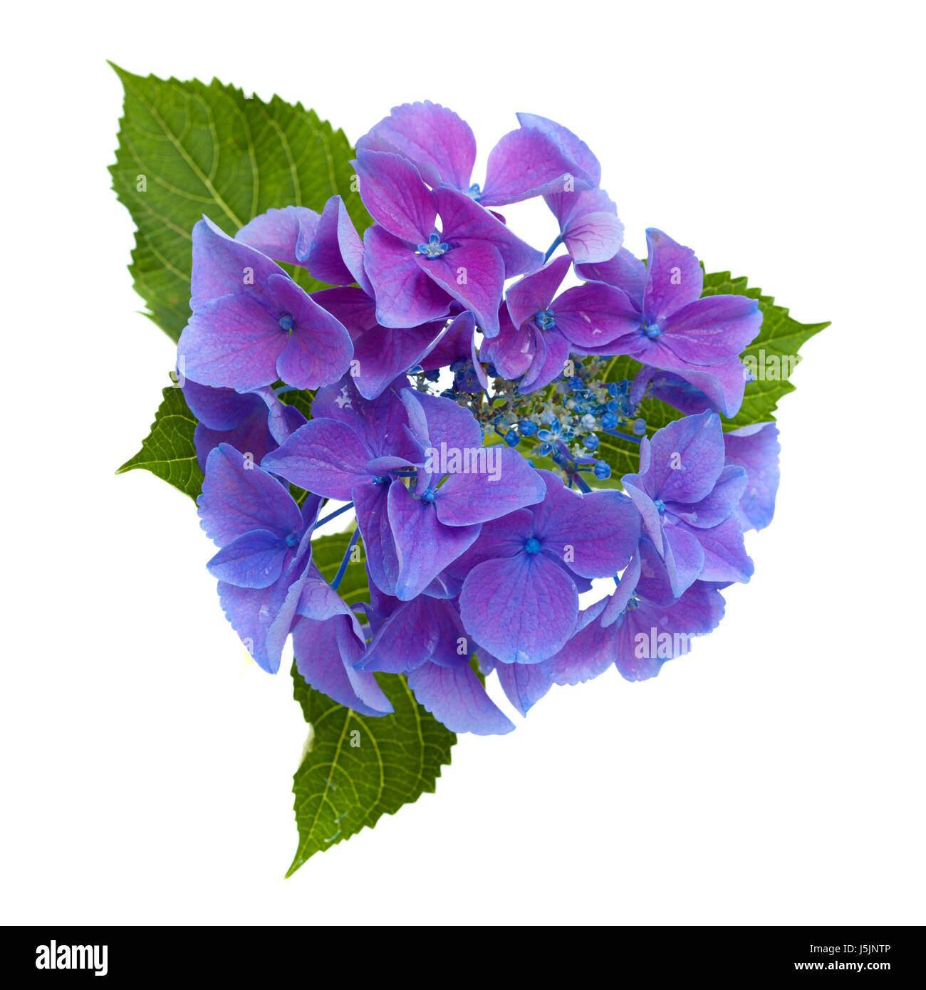 Beautiful white hydrangea macrophylla Cut Out Stock Images & Pictures ...