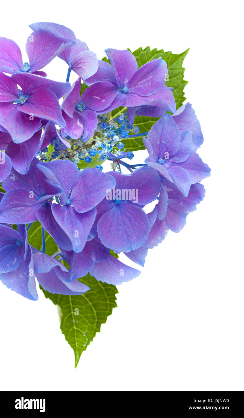 blue Hydrangea isolated on white background Stock Photo - Alamy