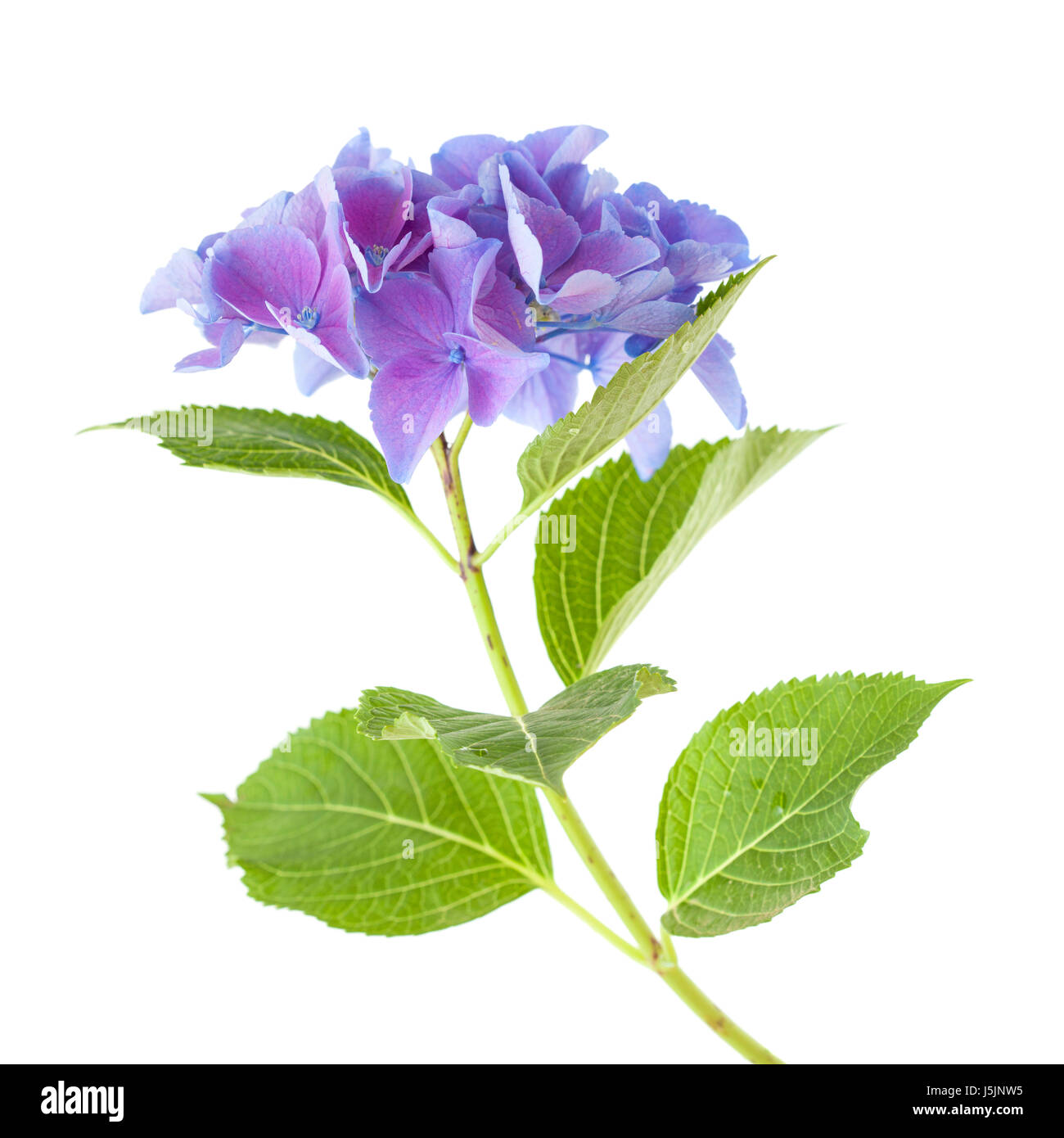 blue Hydrangea isolated on white background Stock Photo - Alamy