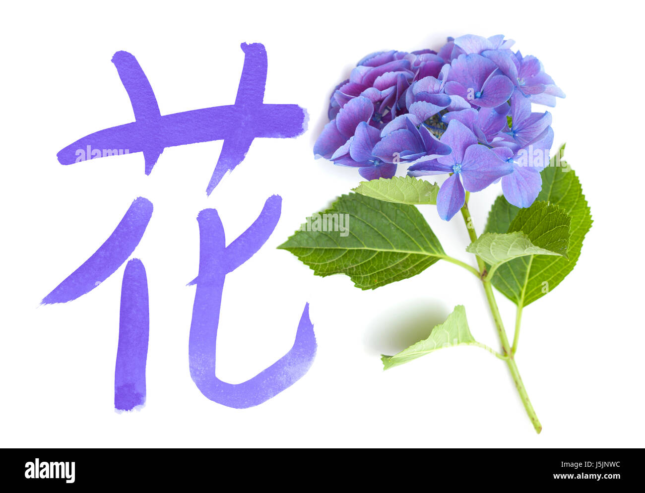 Chinese or Japanese symbol for flower, color ink calligraphy on white ...