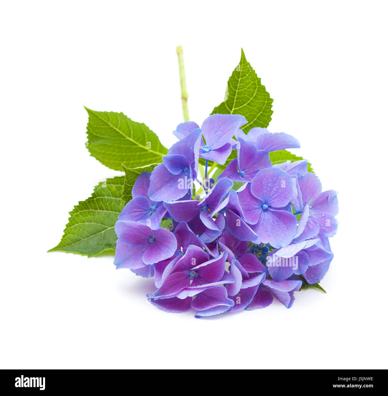 blue Hydrangea isolated on white background Stock Photo - Alamy