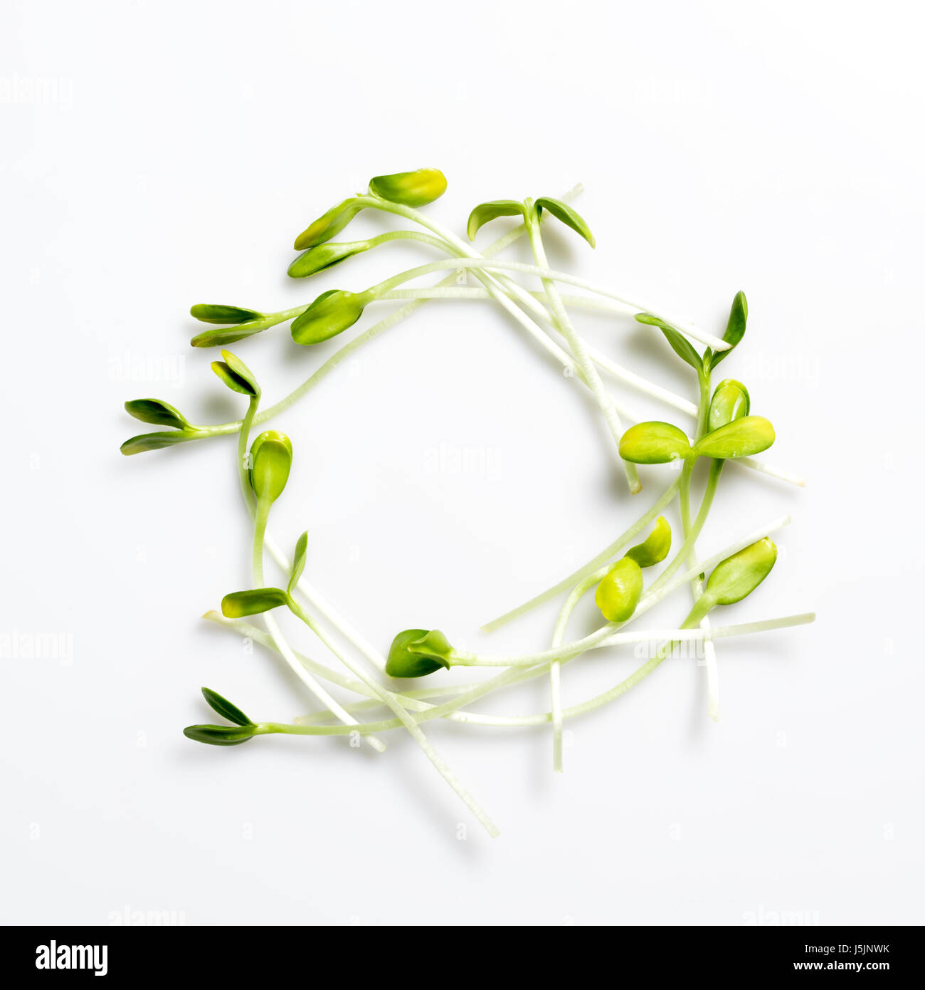 Micro greens arranged in circle on white background. Sunflower sprouts ...