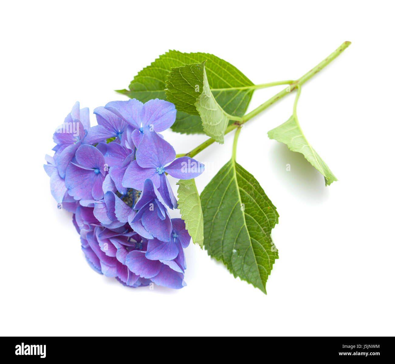 blue Hydrangea isolated on white background Stock Photo - Alamy