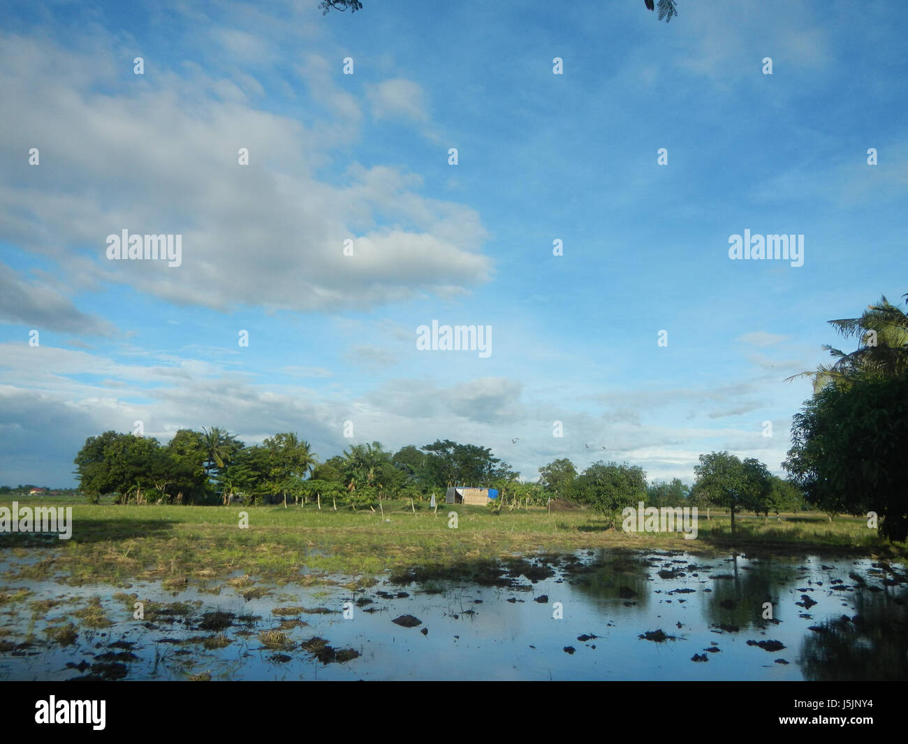 0501 Sitio Hulo Hilerang Patubig Tagulod Candaba Pampanga Farm Market ...