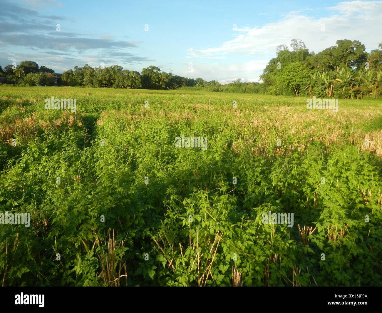 01495 Paddy fields Kans grasslands trees Caingin Bocaue Bulacan ...