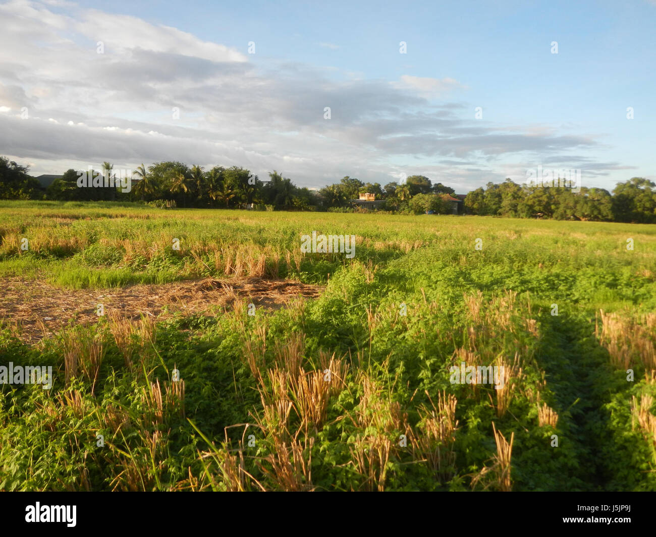 01495 Paddy fields Kans grasslands trees Caingin Bocaue Bulacan ...