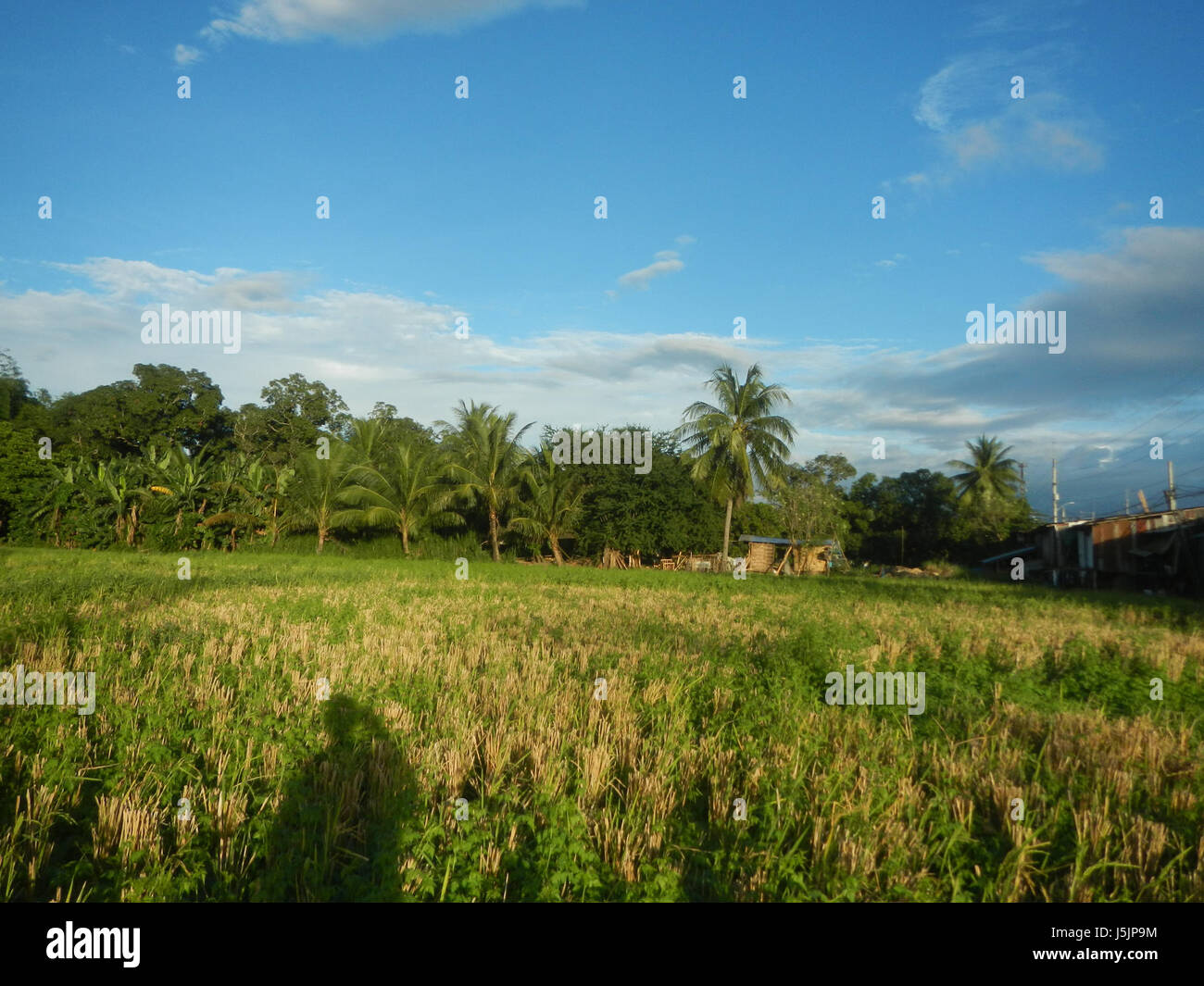 01495 Paddy fields Kans grasslands trees Caingin Bocaue Bulacan ...