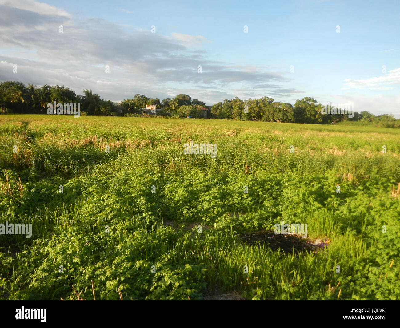 01495 Paddy fields Kans grasslands trees Caingin Bocaue Bulacan ...