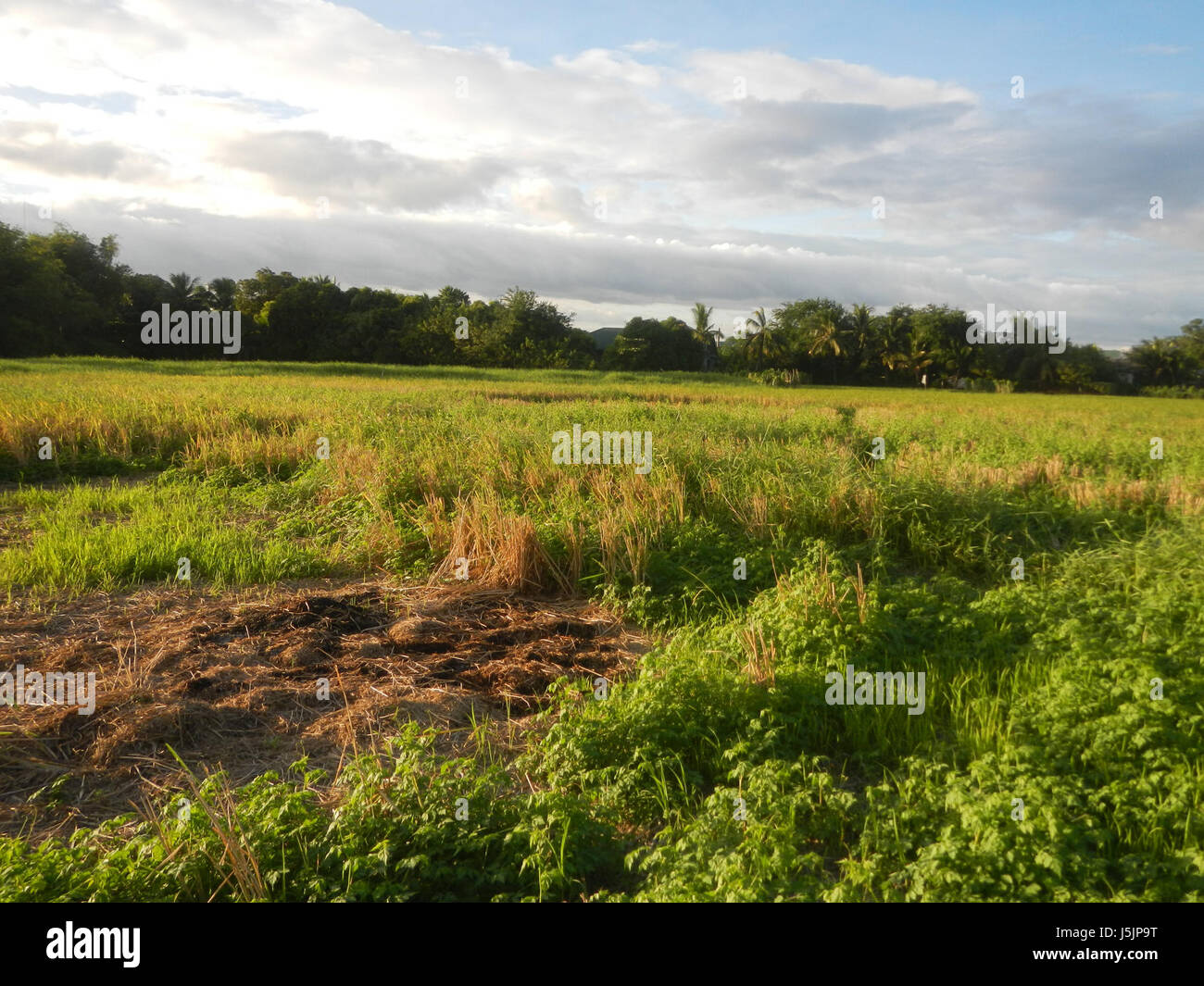 01495 Paddy fields Kans grasslands trees Caingin Bocaue Bulacan ...