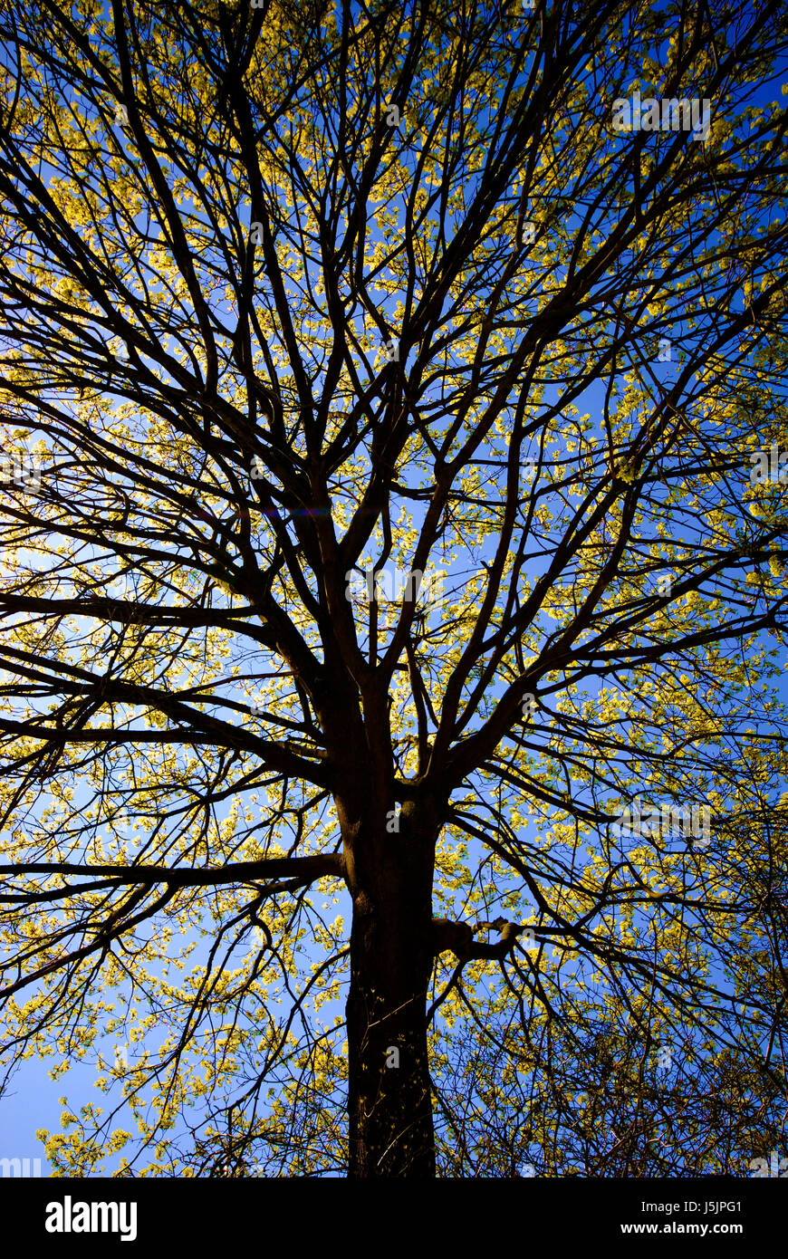 blue tree summer summerly branches spring branch maple crown head of a ...