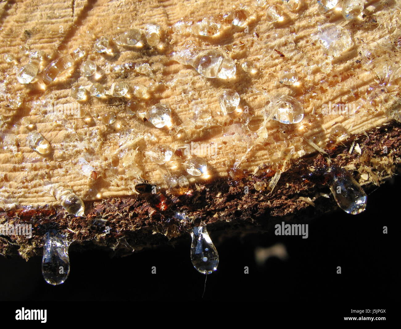 tree wood resin fir stack sticky firewood forest drop drip drops ...