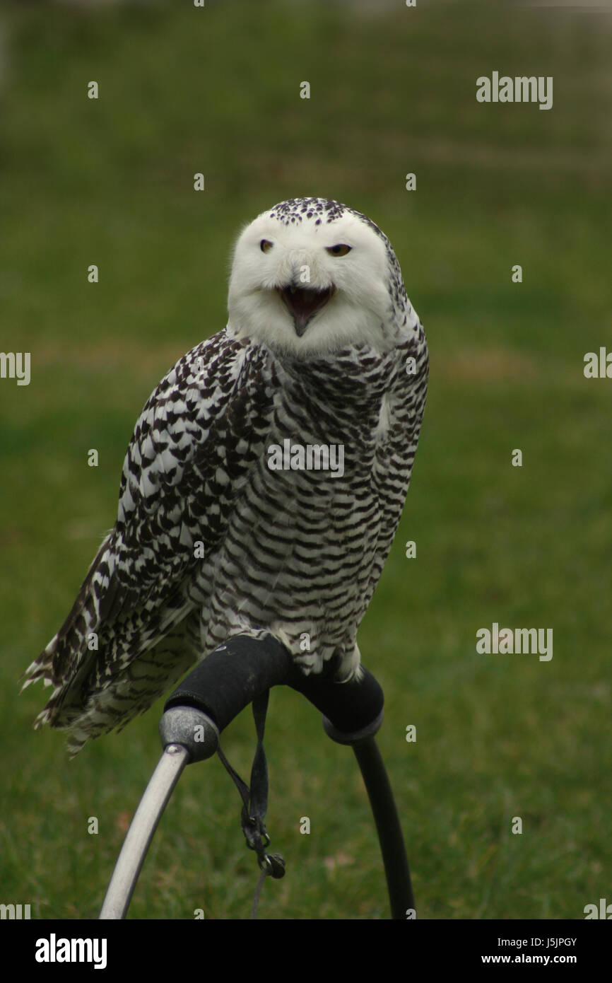 Schneeeulenmnnchen hi-res stock photography and images - Alamy