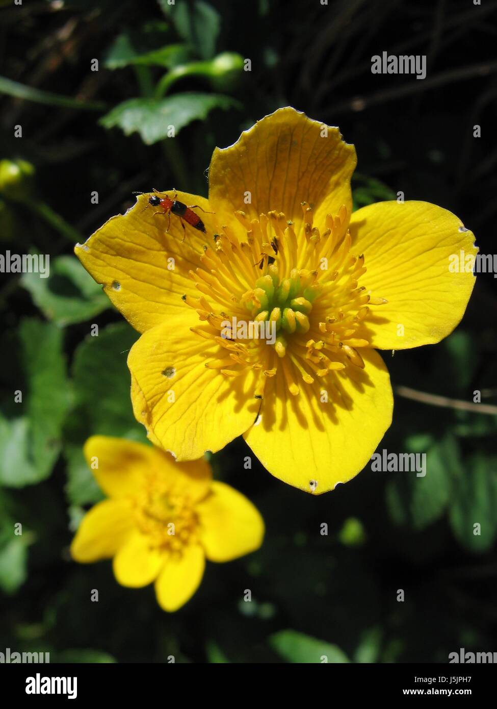 Swamp yolk flower hi-res stock photography and images - Alamy