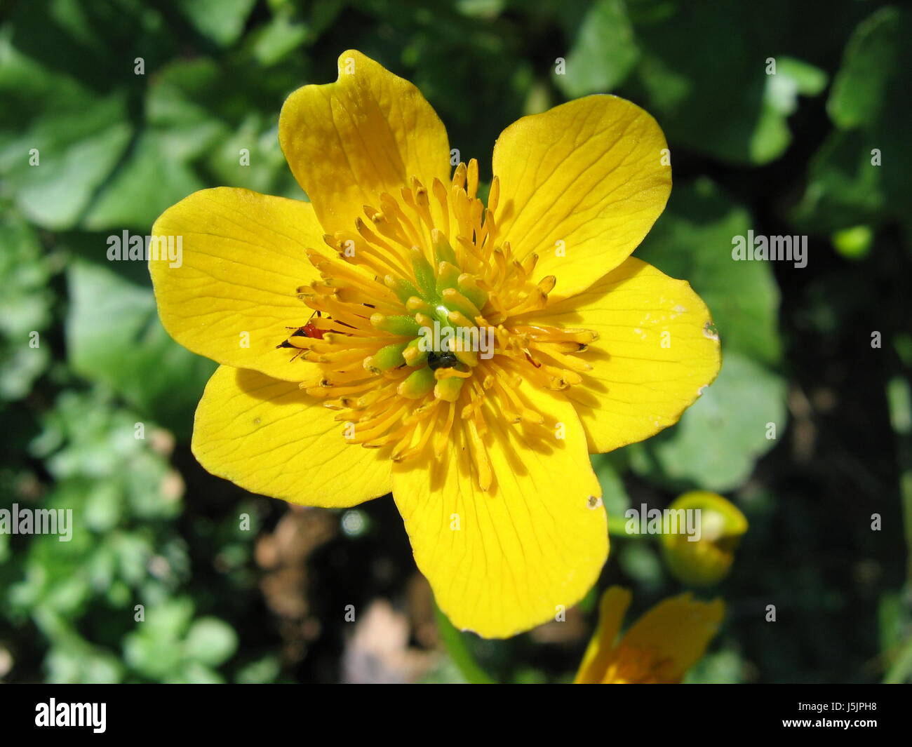 Swamp yolk flower hi-res stock photography and images - Alamy