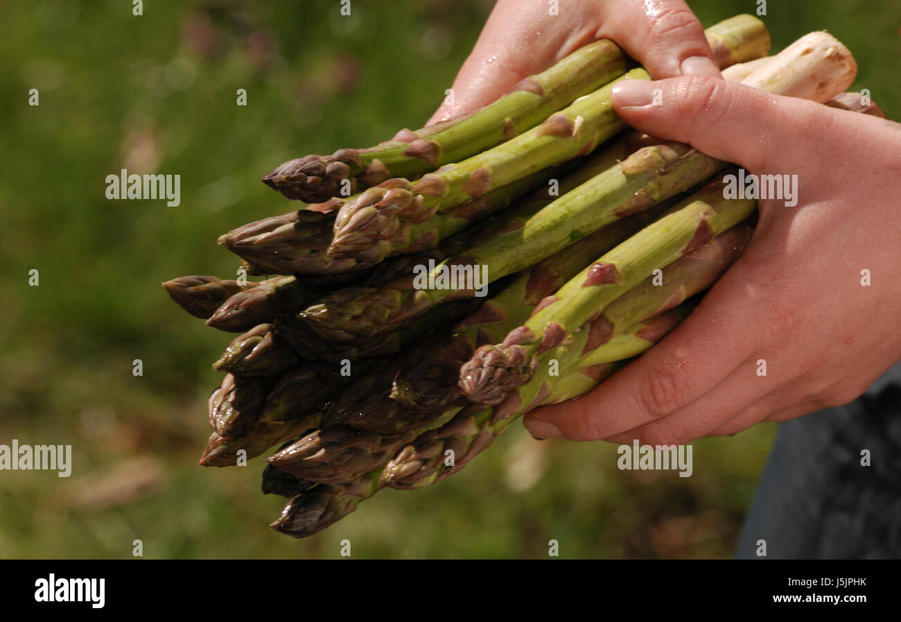 hand hands green agriculture farming vegetable reap asparagus league ...