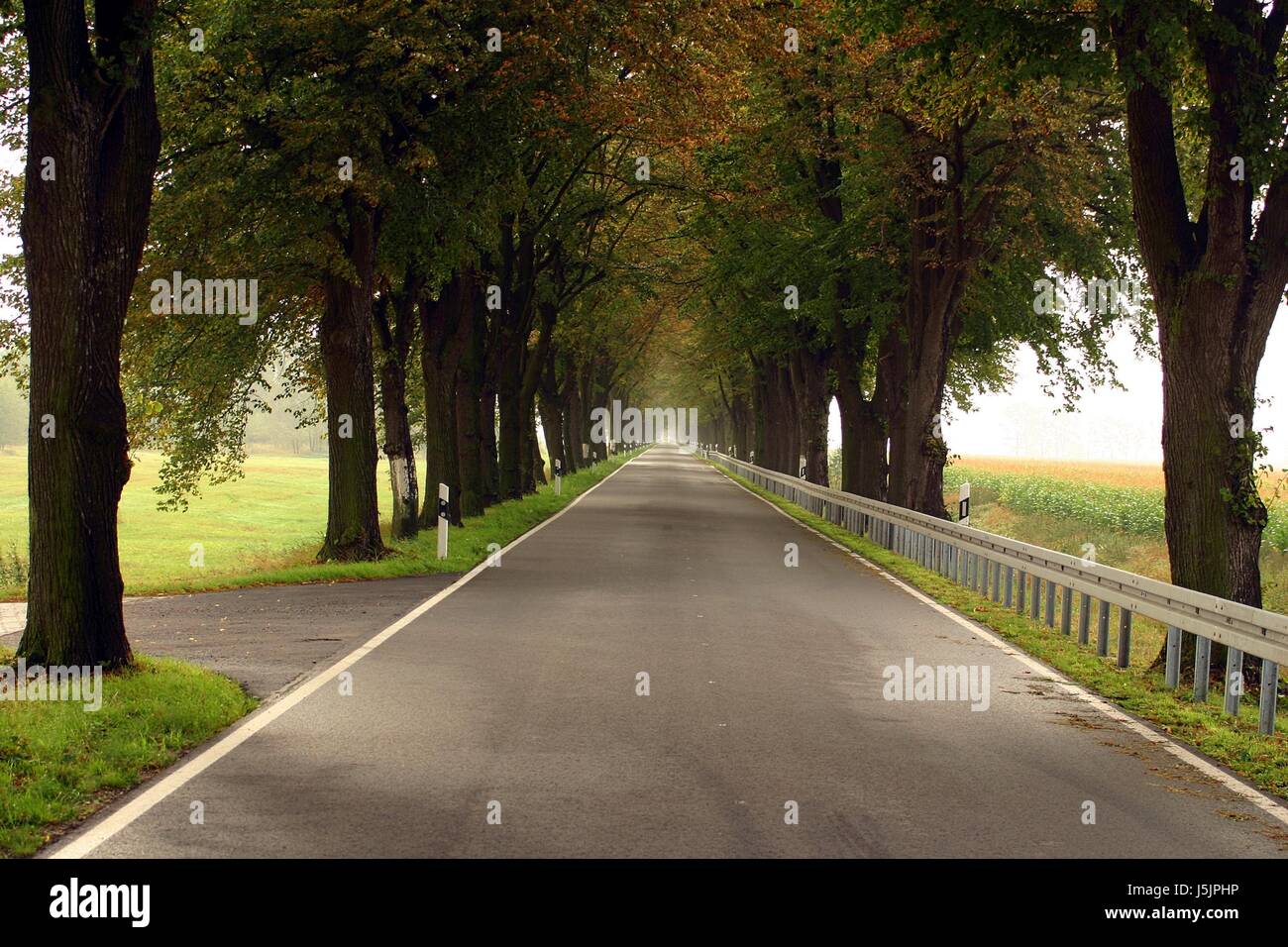 allee in brandenburg Stock Photo - Alamy
