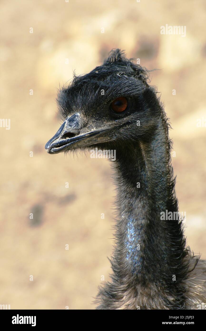 bird fauna wild birds look glancing see view looking peeking looking at ...