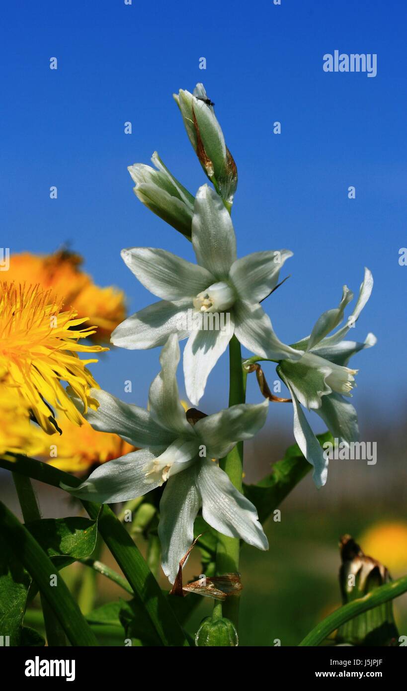blue shine shines bright lucent light serene luminous flower plant ...