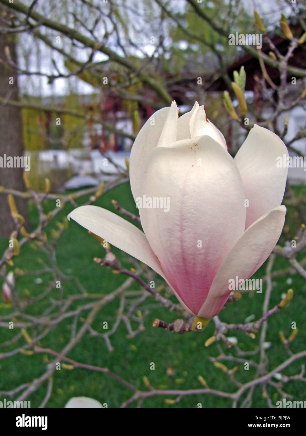 Bltenachse hi-res stock photography and images - Alamy