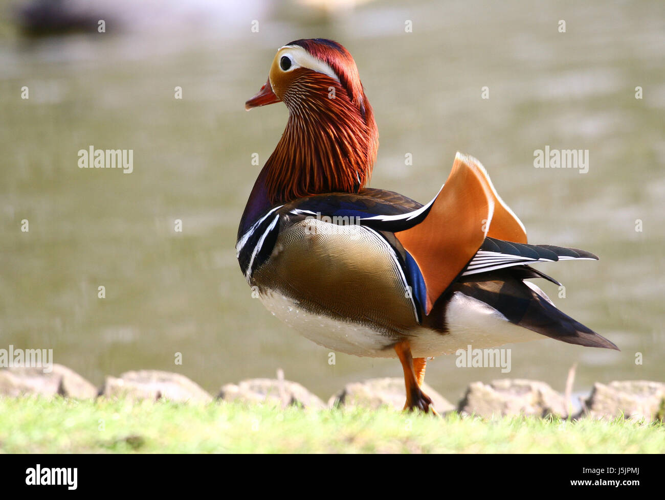 animal bird animals birds ducks blaze of colours duck waterfowls ...