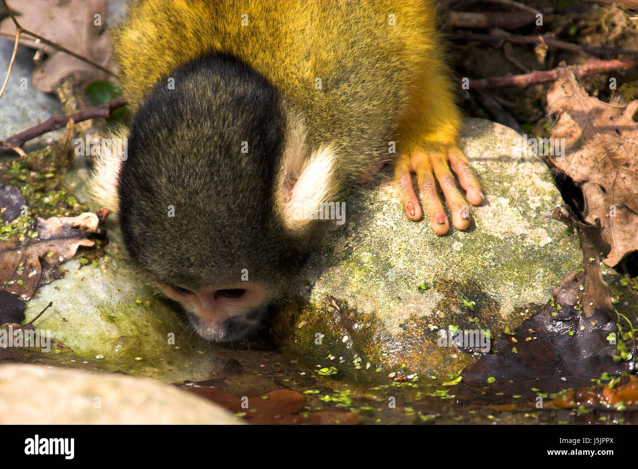 animal monkey human human being radio silence quietness silence rest ...