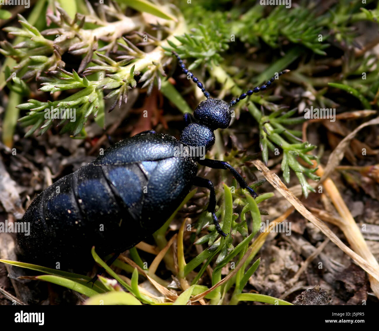 Blasenkfer hi-res stock photography and images - Alamy