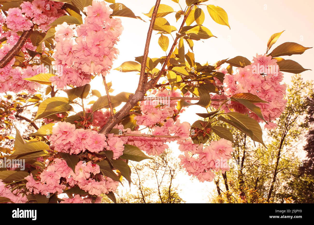 Sakura. Cherry Blossom in Springtime. Beautiful Pink Flowers. Filter ...