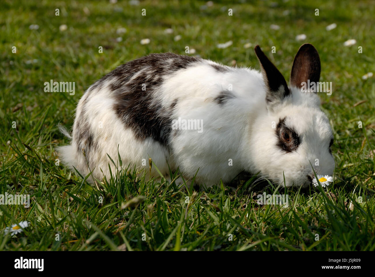 animal flower plant fauna bloom blossom flourish flourishing animals ...