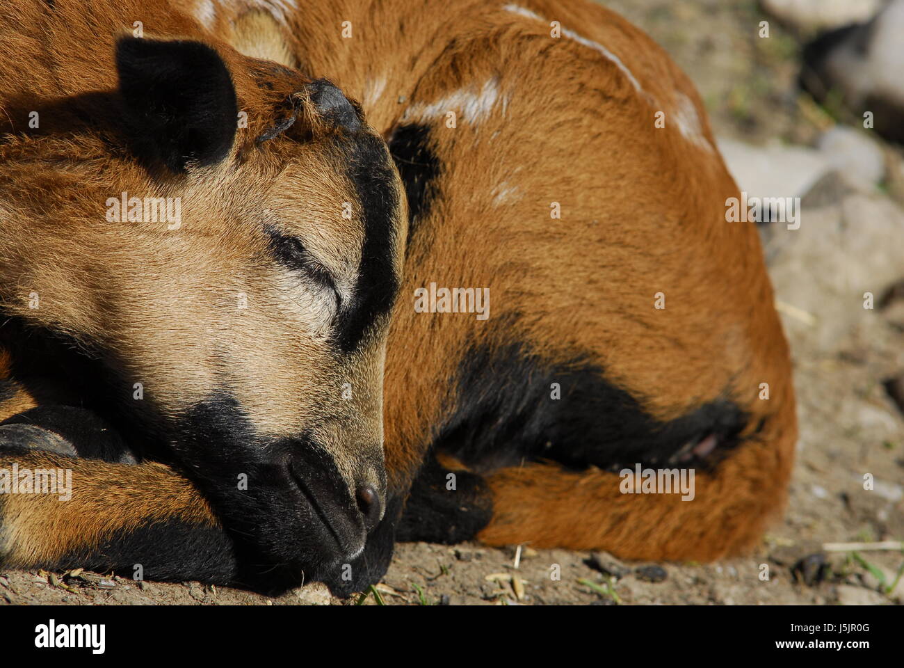 relaxation animal mammal radio silence quietness silence sheep sleep ...