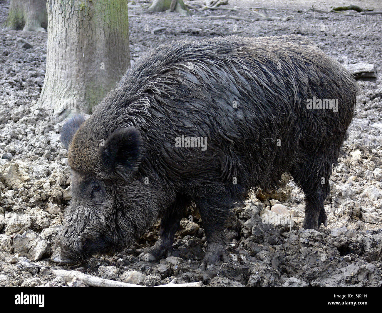 Eber hi-res stock photography and images - Alamy