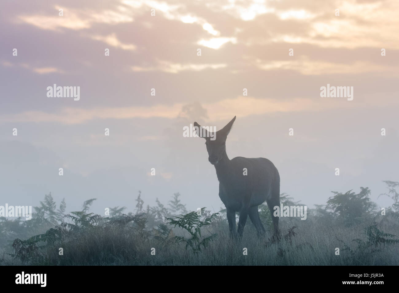 Female with morning dew hi-res stock photography and images - Alamy